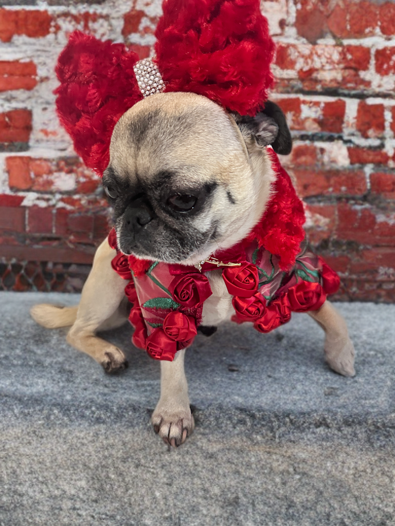 The Scarlet Bloom (non-reversible) – Lucyluluxecouture